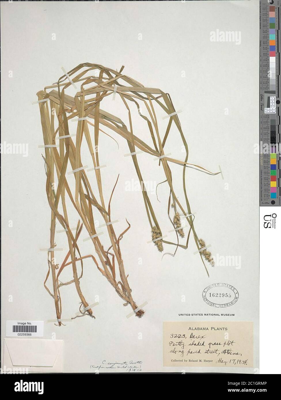 Carex conjuncta Boott Carex conjuncta Boott Stock Photo - Alamy