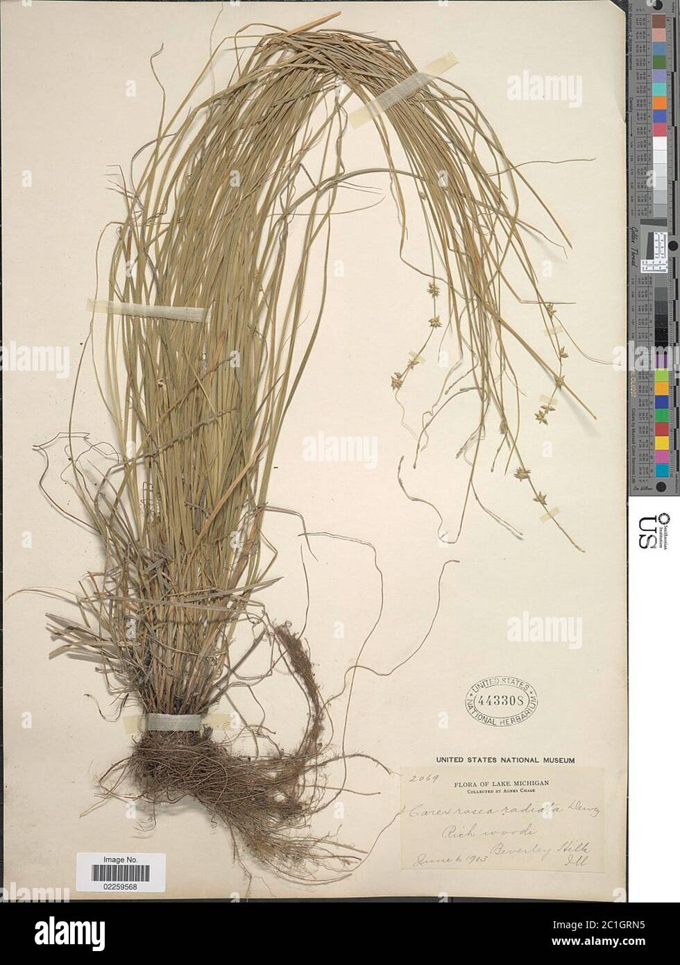 Carex convoluta Carex convoluta Stock Photo - Alamy