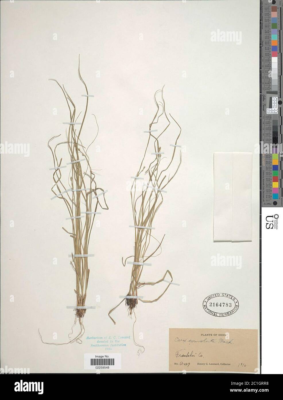 Carex convoluta Carex convoluta Stock Photo - Alamy