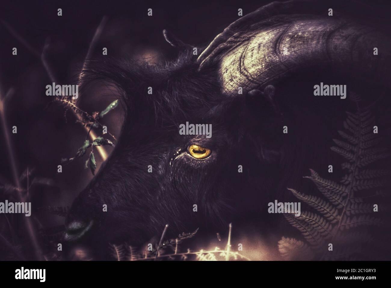 Beautiful goat hi-res stock photography and images - Alamy