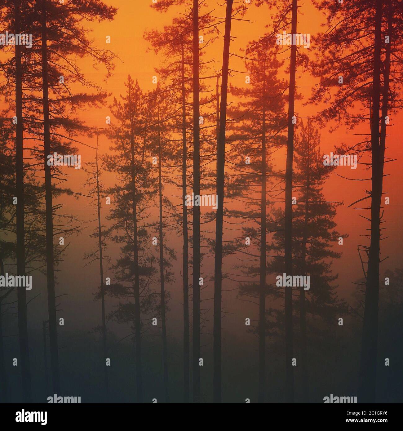 tree and sunset in the mountain in the nature Stock Photo - Alamy