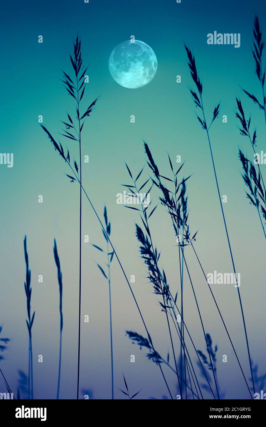 Sun plant hi-res stock photography and images - Alamy