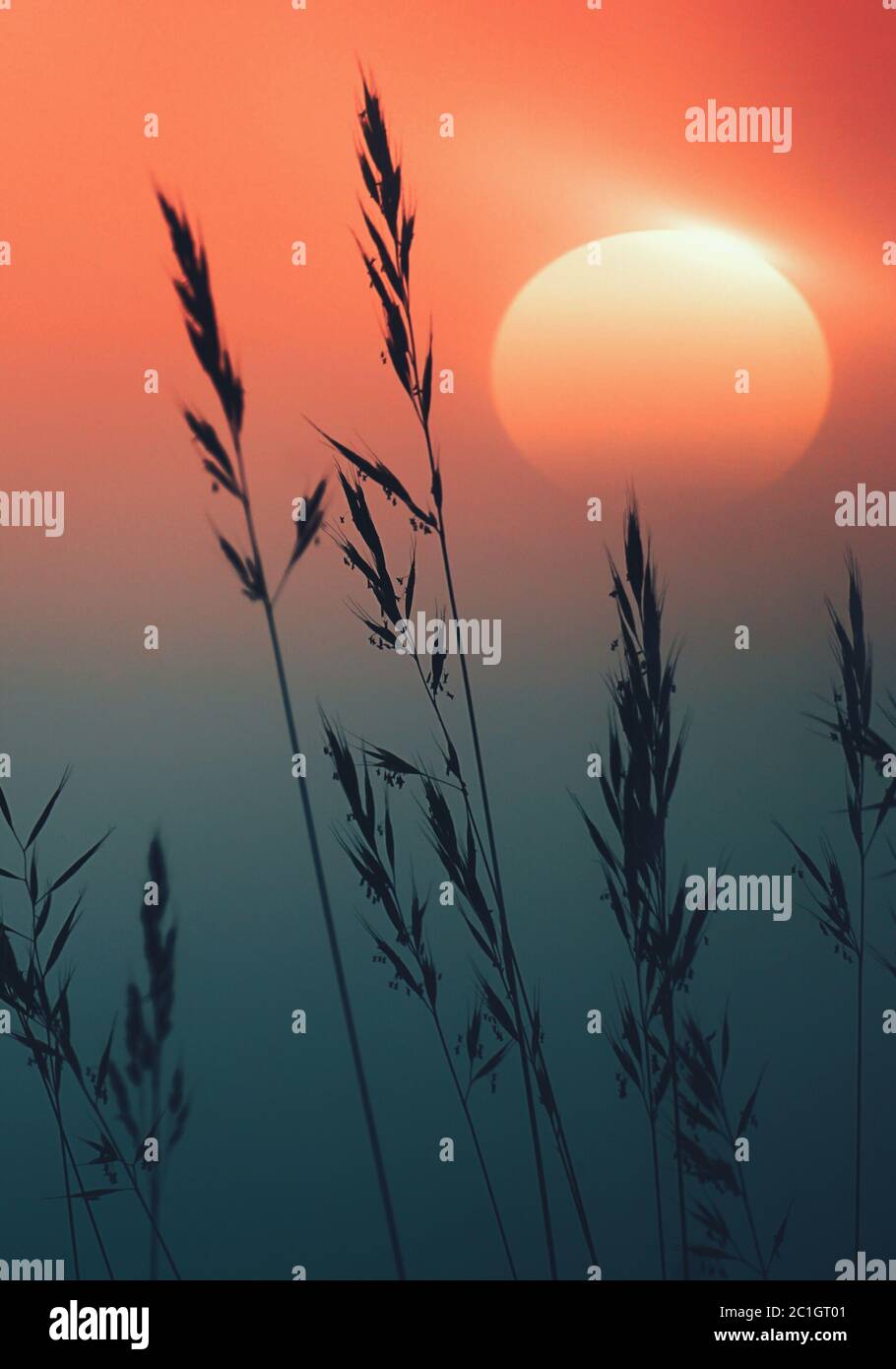 Sun plant hi-res stock photography and images - Alamy