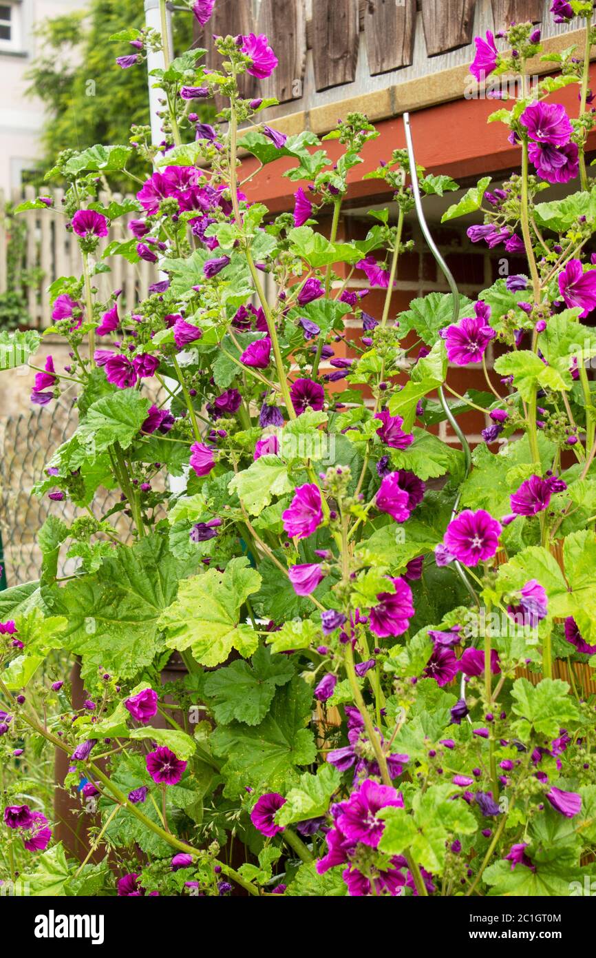 Well rounded hi-res stock photography and images - Alamy