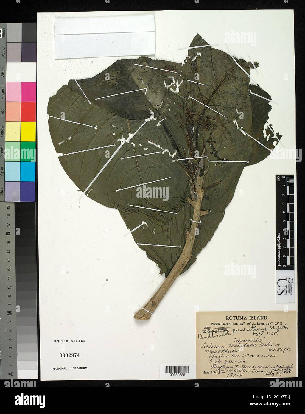 Dendrocnide hi-res stock photography and images - Alamy