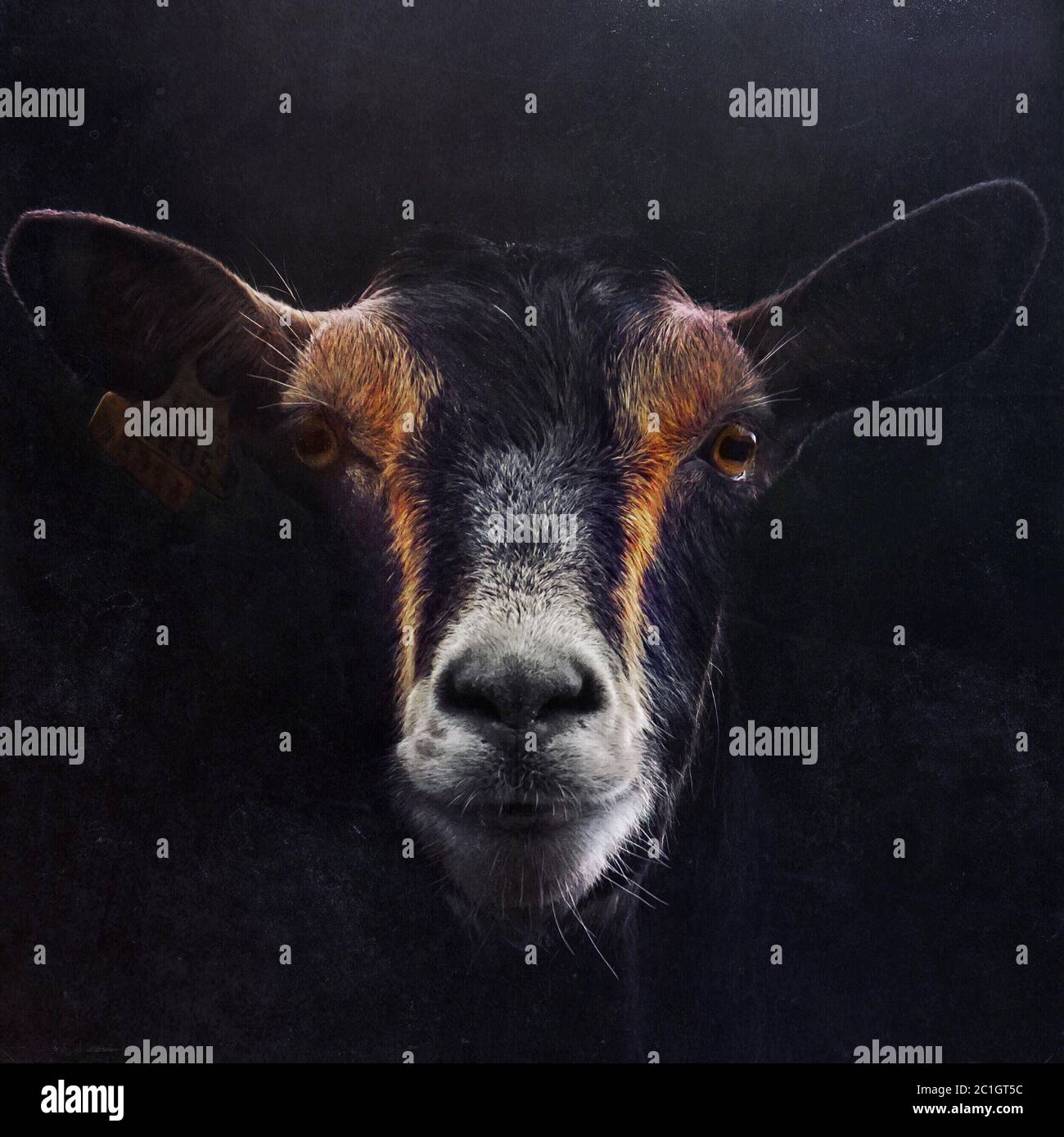 beautiful goat portrait in the farm in the nature Stock Photo - Alamy
