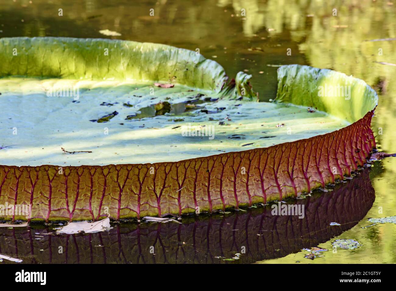 Green victoria regia over lake waters Stock Photo - Alamy