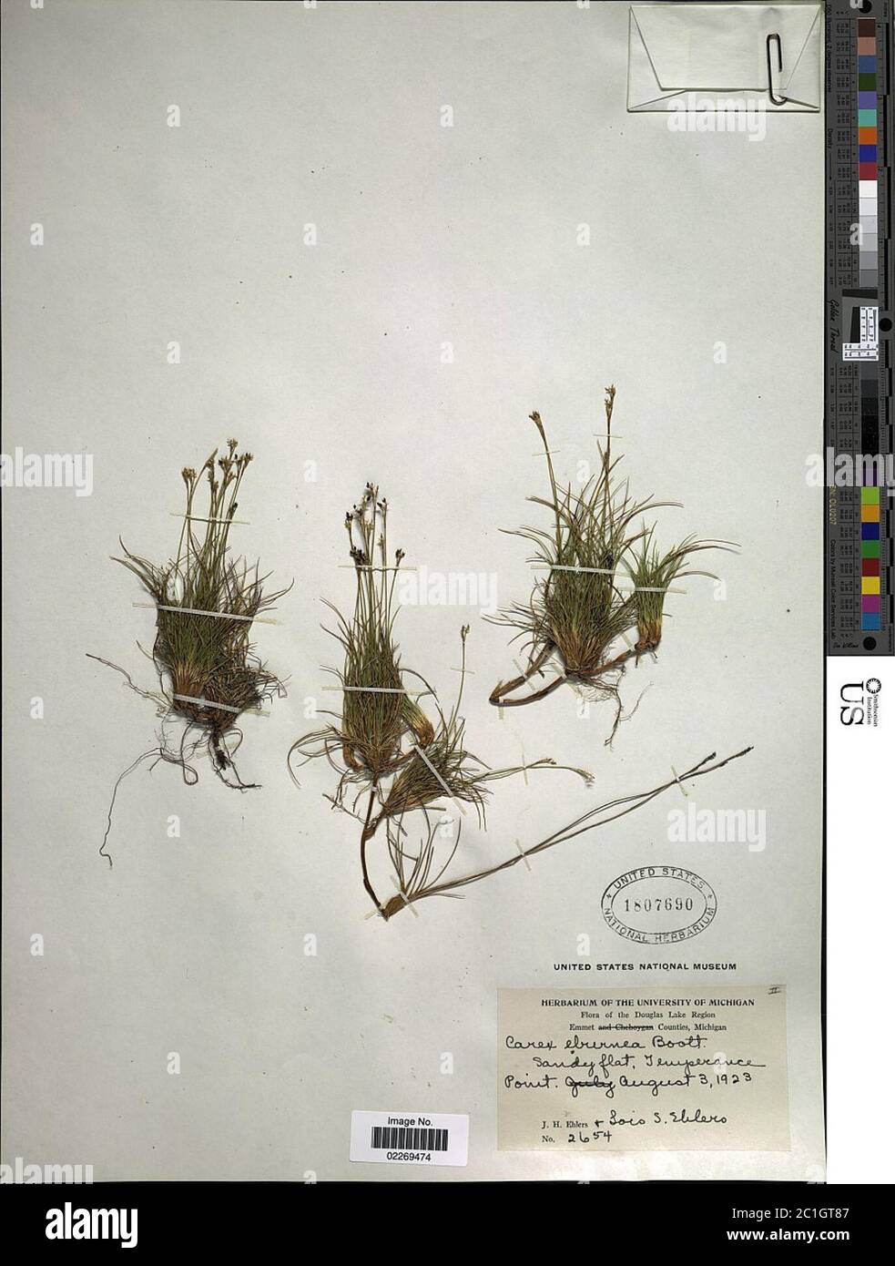 Carex eburnea hi-res stock photography and images - Alamy