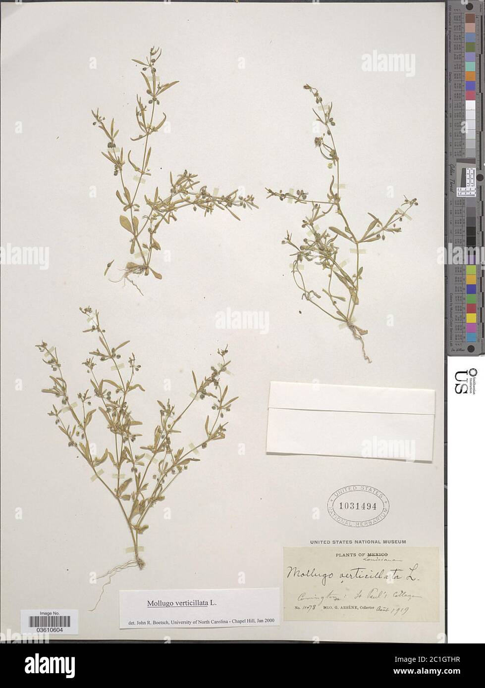 Mollugo verticillata L Mollugo verticillata L Stock Photo - Alamy