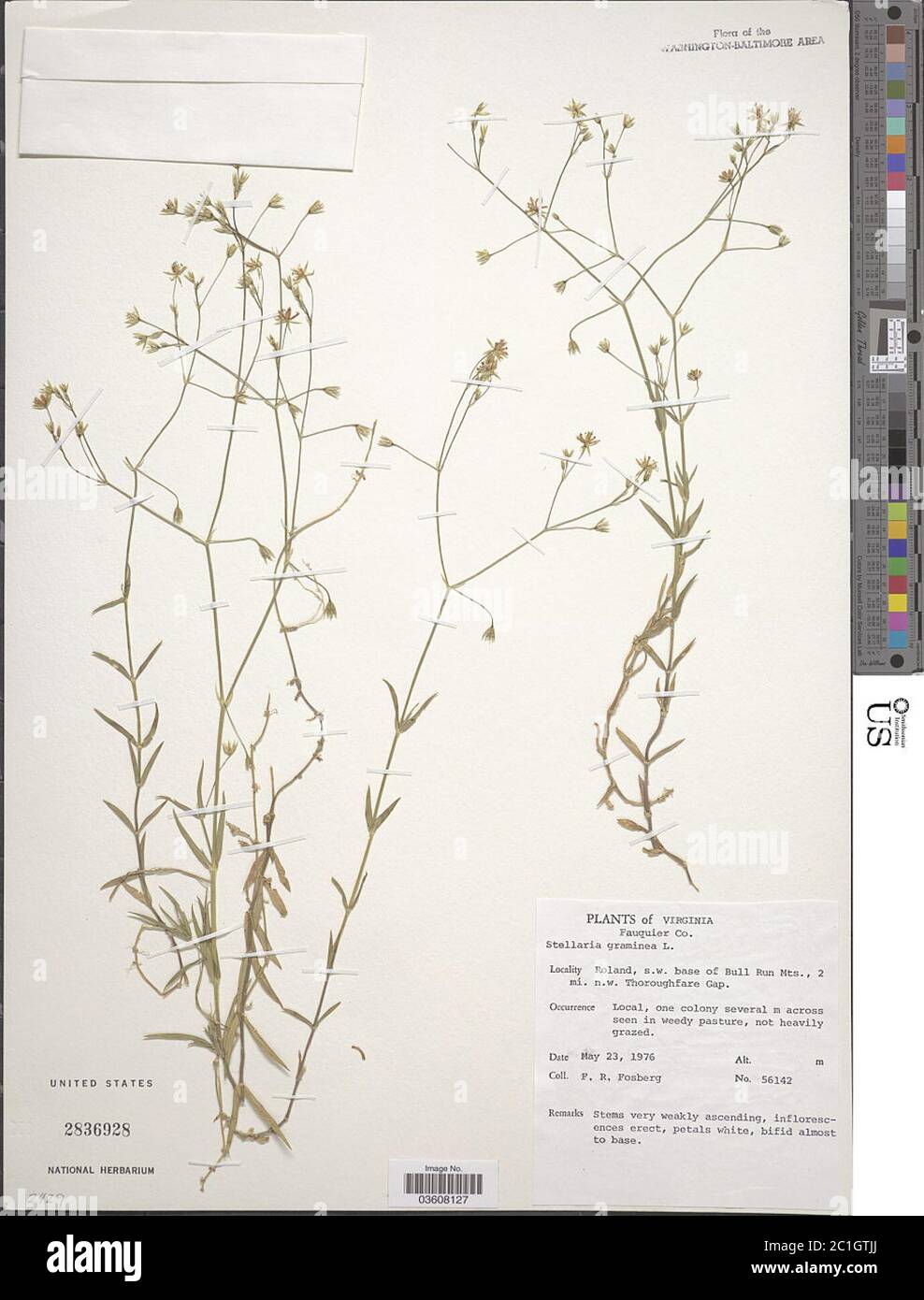 Stellaria graminea L Stellaria graminea L Stock Photo - Alamy