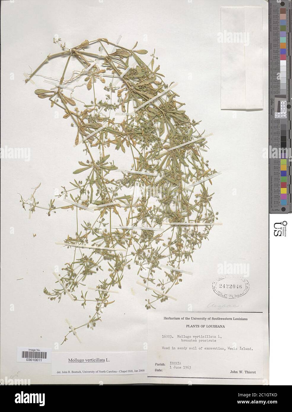 Mollugo verticillata L Mollugo verticillata L Stock Photo - Alamy