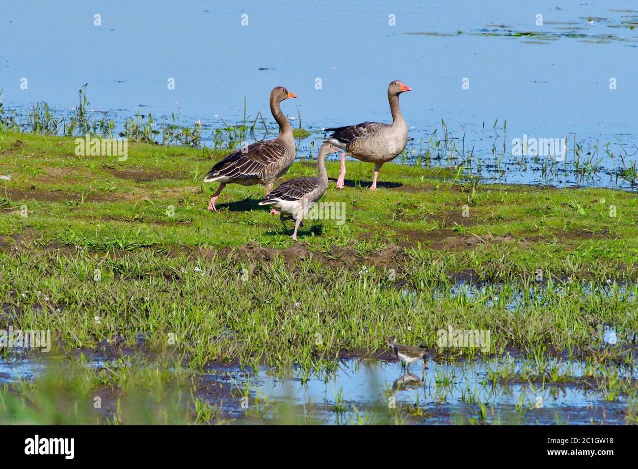 Greylag geese in the summer in germany Stock Photo - Alamy