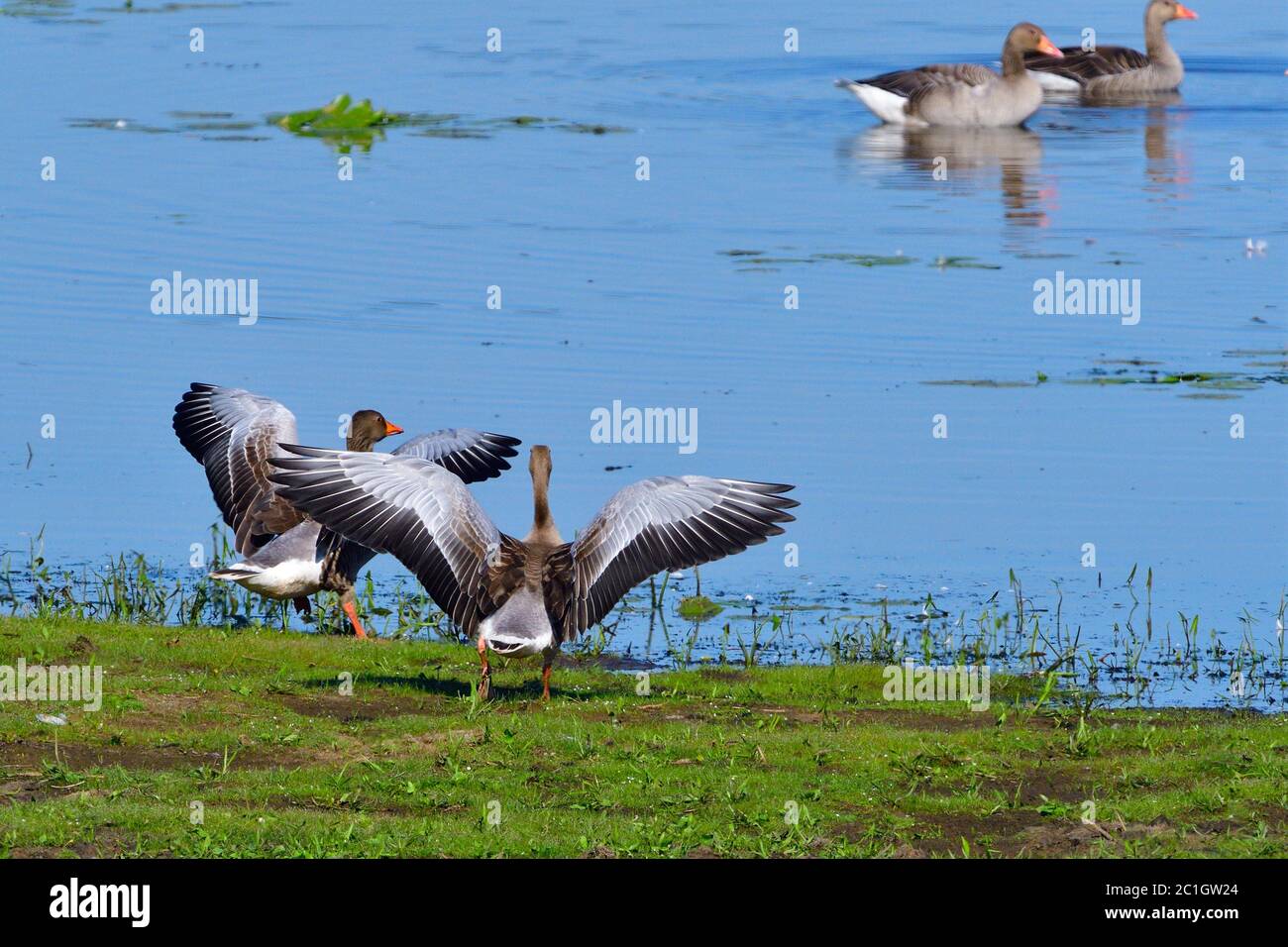 Geese summer hi-res stock photography and images - Alamy