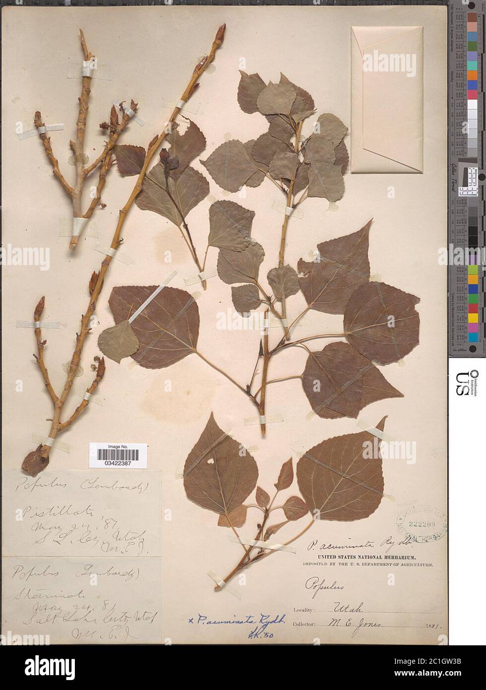 Populus linnaeus hi-res stock photography and images - Alamy