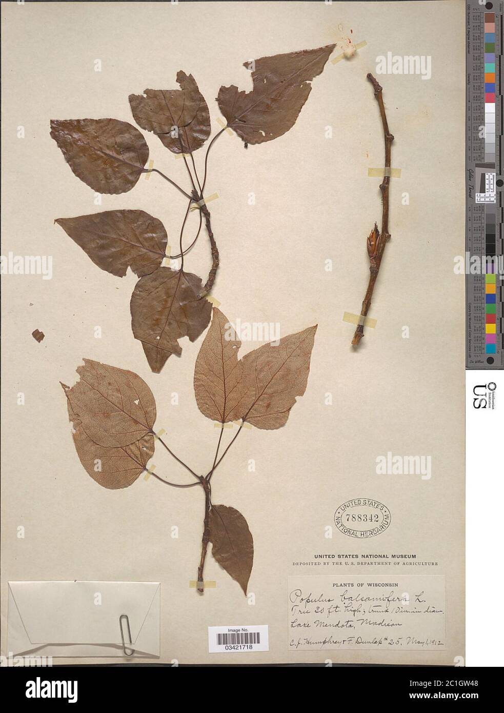 Populus balsamifera L Populus balsamifera L Stock Photo - Alamy