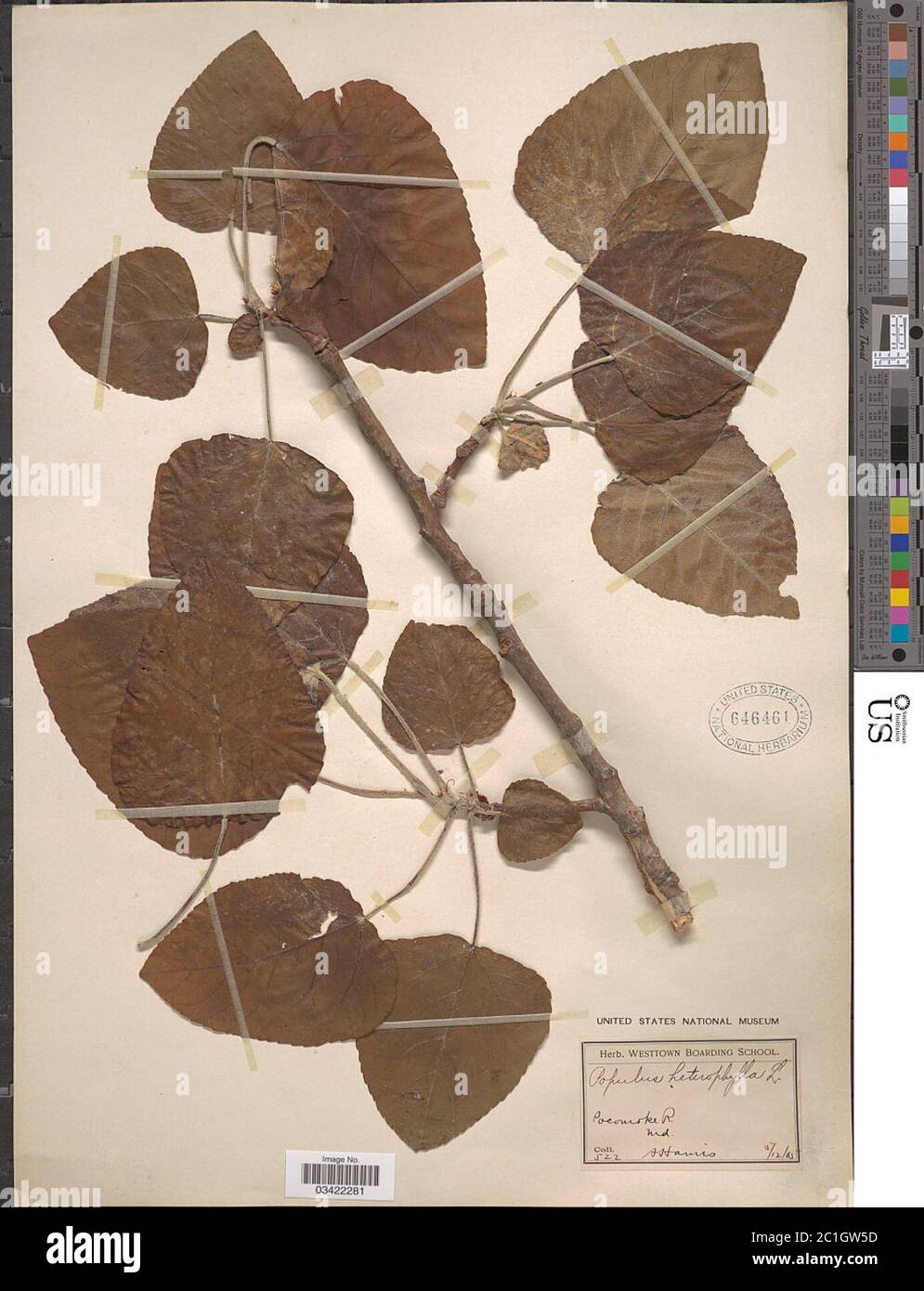 Populus heterophylla hi-res stock photography and images - Alamy