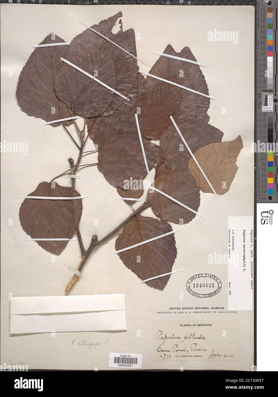 Populus heterophylla L Populus heterophylla L Stock Photo - Alamy