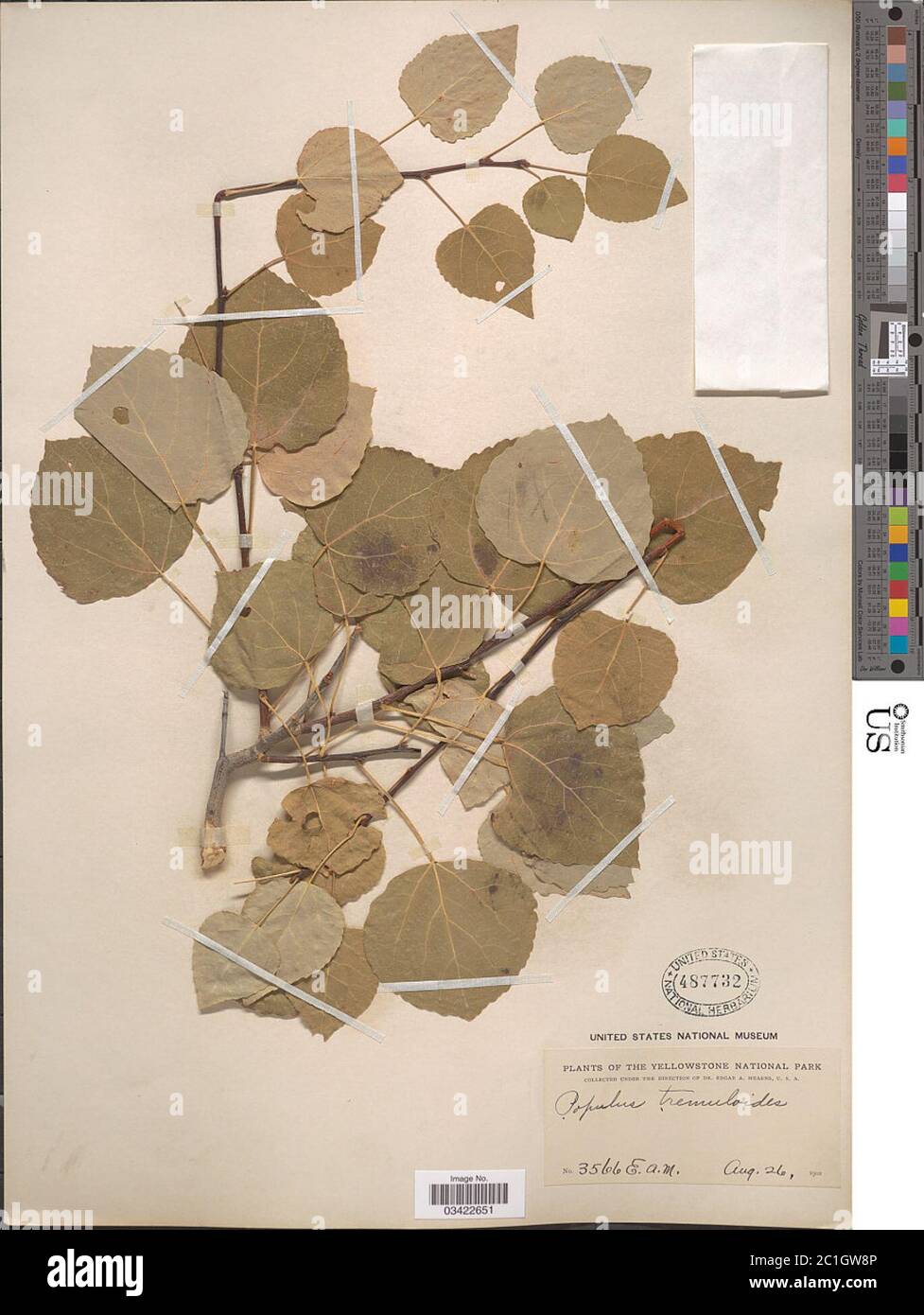 Populus tremuloides michx hi-res stock photography and images - Alamy