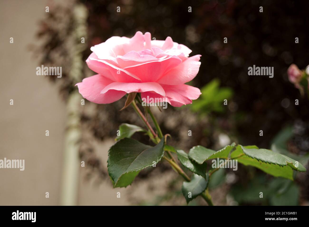Rose flower photo hi-res stock photography and images - Alamy