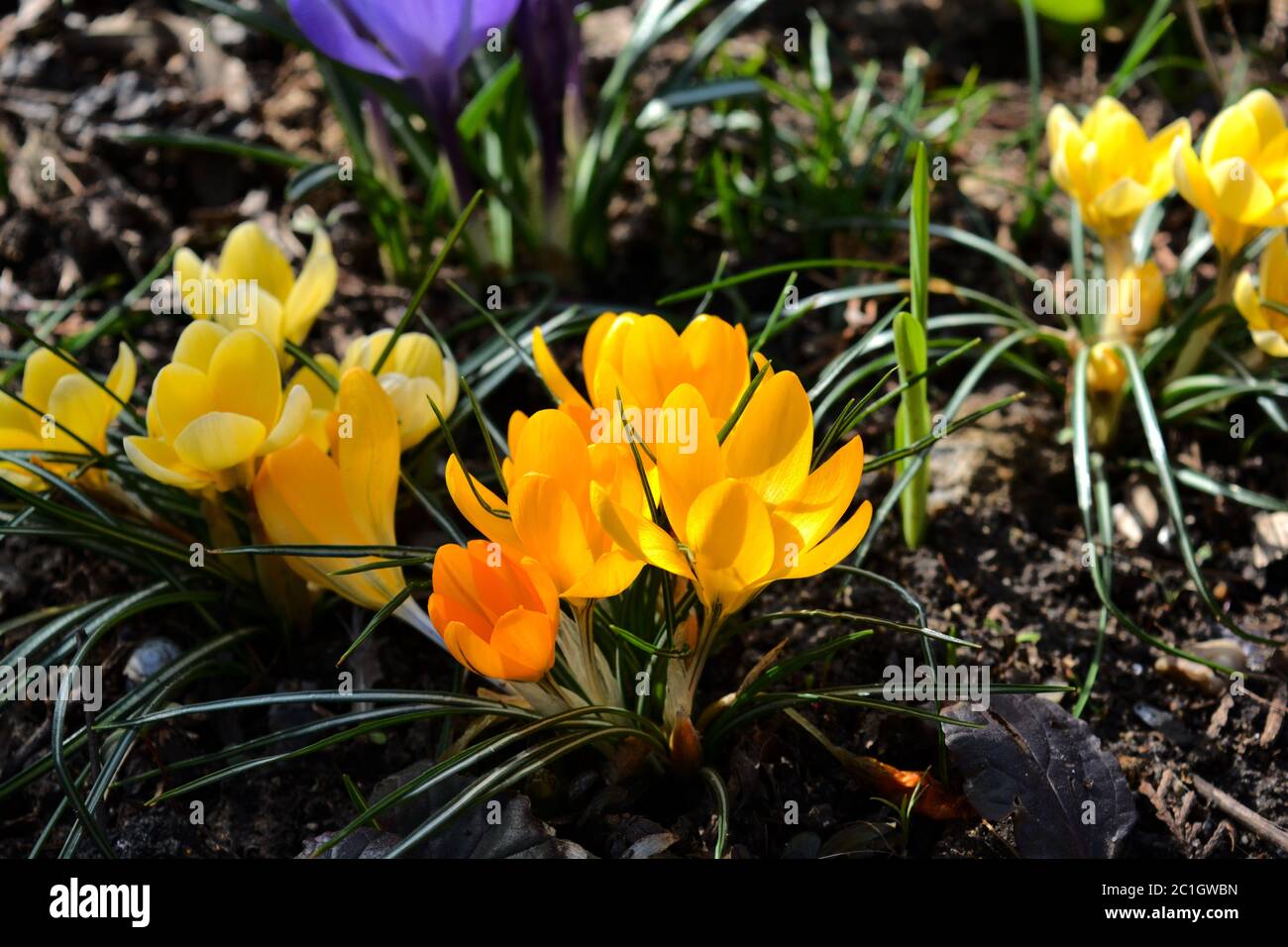 Close up image of sunny Yellow Crocus Stock Photo - Alamy