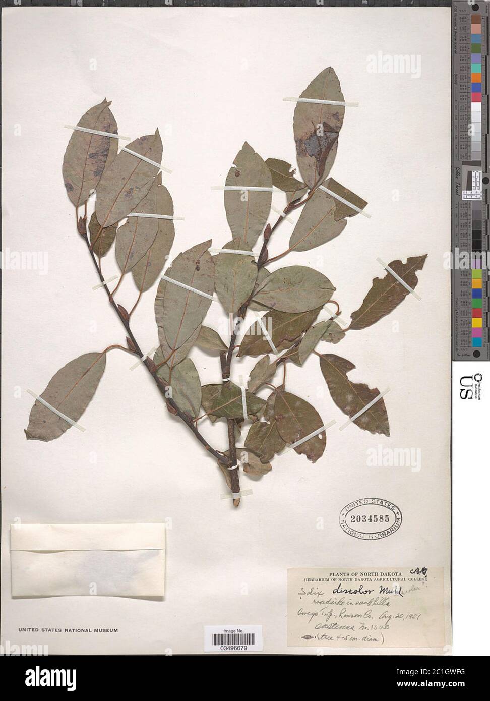 Salix discolor Muhl Salix discolor Muhl Stock Photo - Alamy