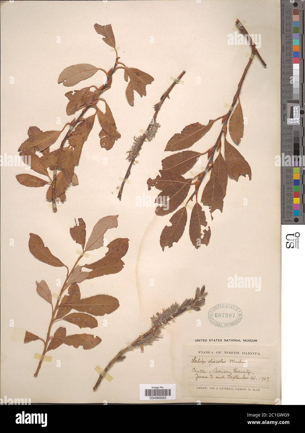 Salix discolor Muhl Salix discolor Muhl Stock Photo - Alamy