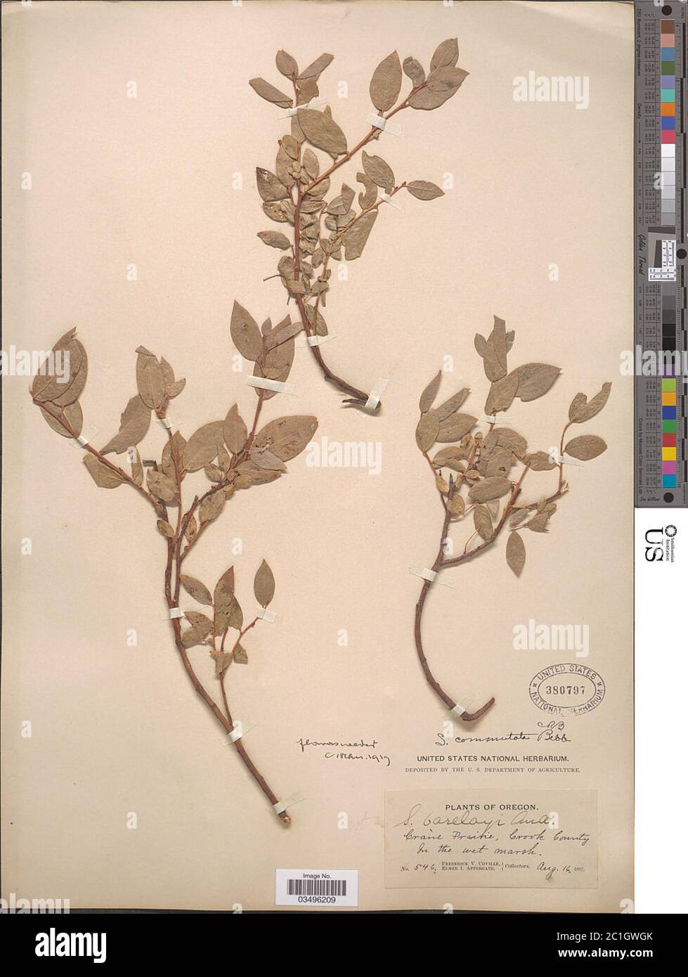 Salix commutata Bebb Salix commutata Bebb Stock Photo - Alamy