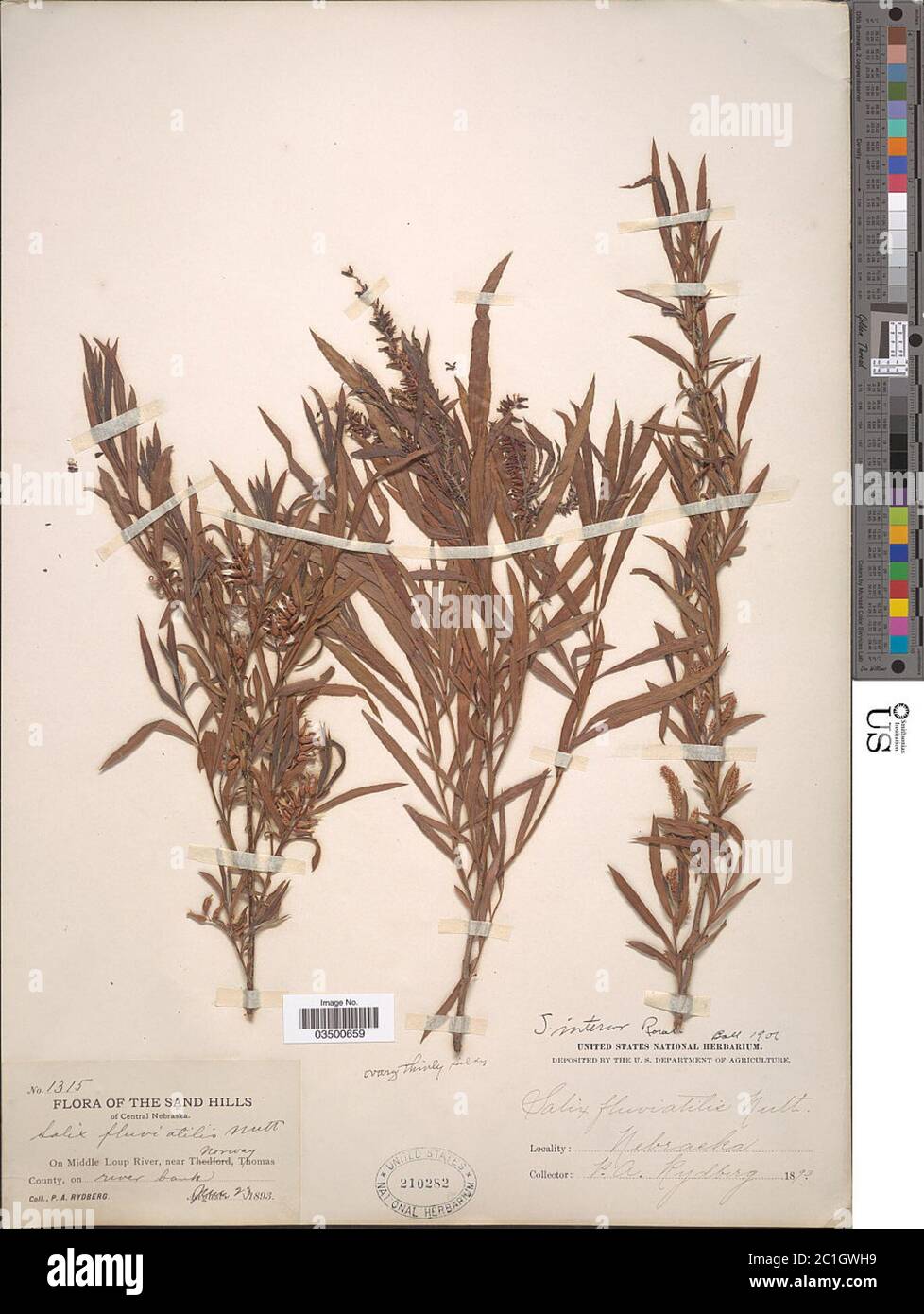 Salix interior Rowlee Salix interior Rowlee Stock Photo - Alamy