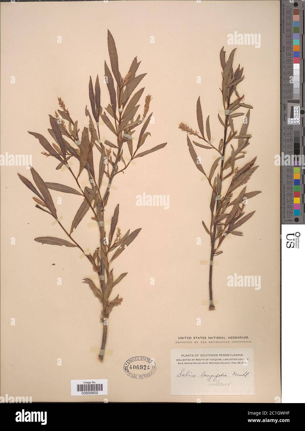 Salix interior Rowlee Salix interior Rowlee Stock Photo - Alamy