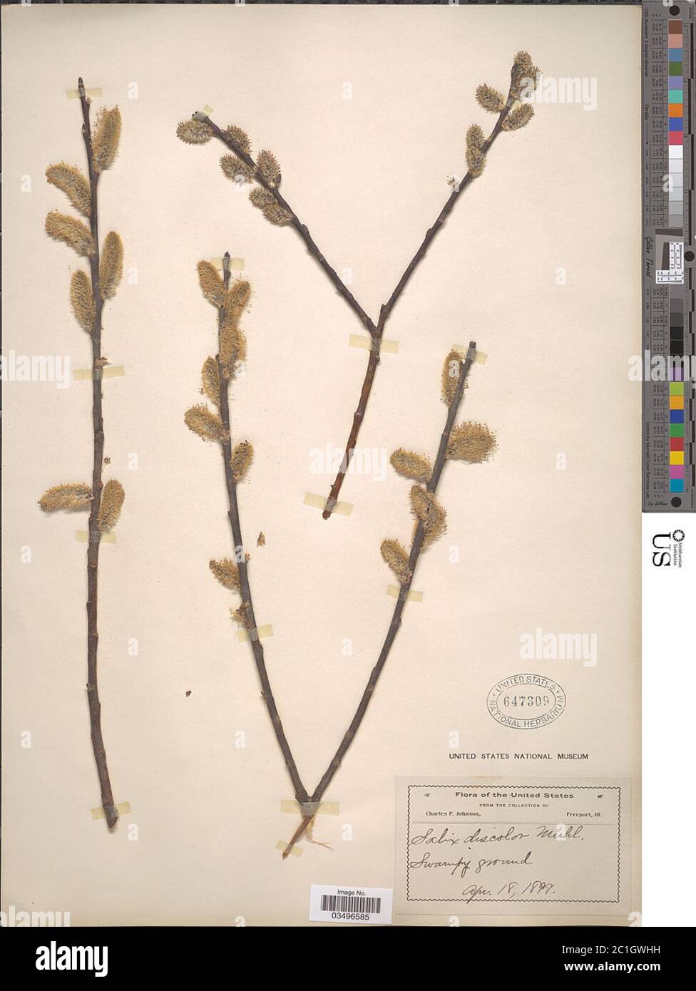 Salix discolor Muhl Salix discolor Muhl Stock Photo - Alamy