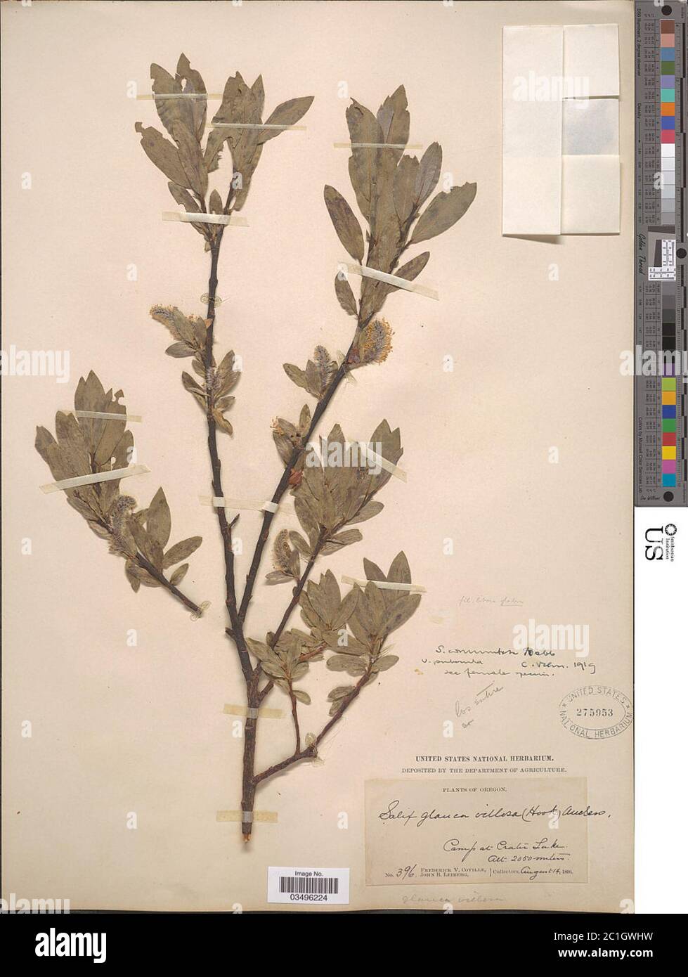 Bebb s willow hi-res stock photography and images - Alamy