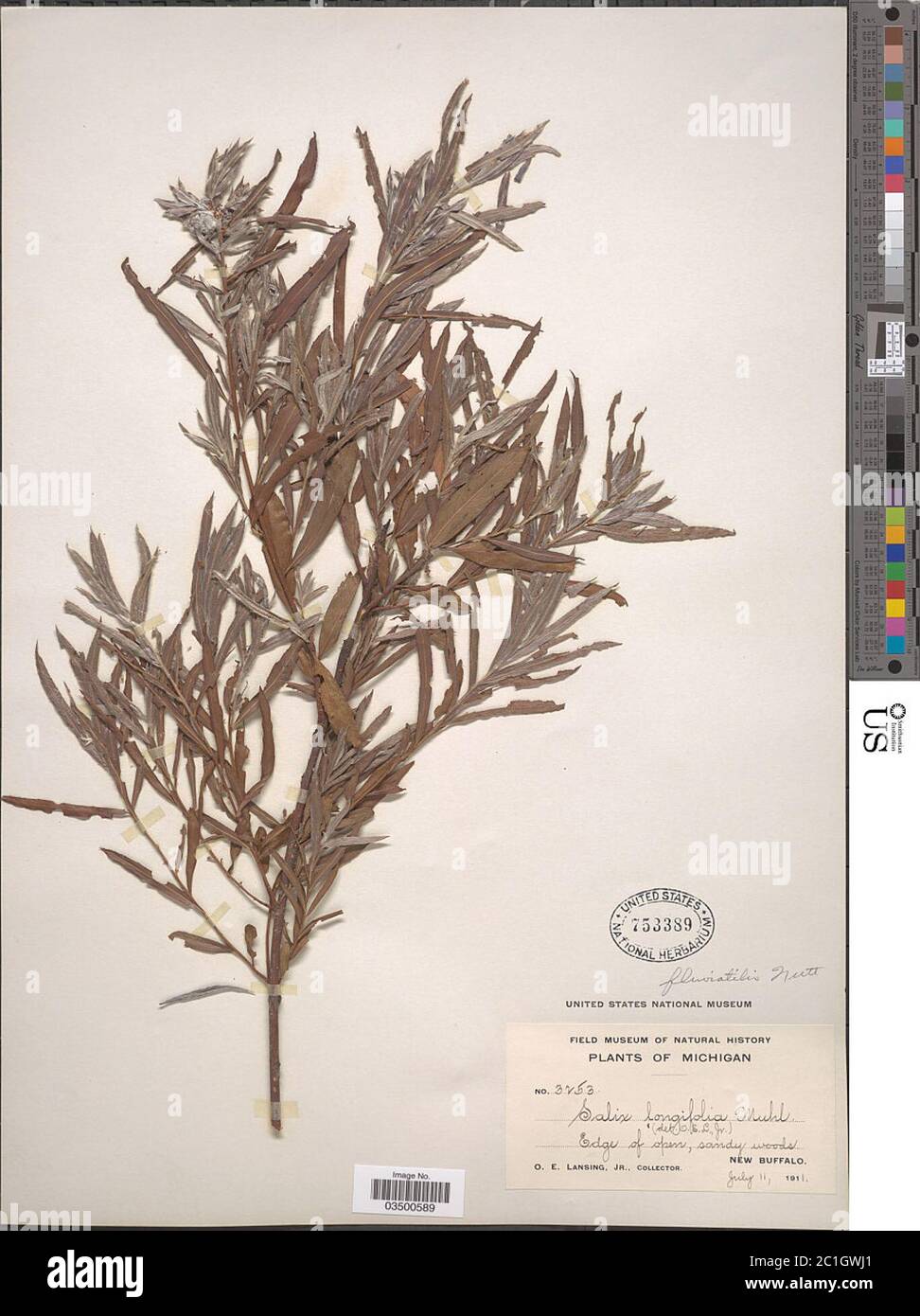 Salix interior Rowlee Salix interior Rowlee Stock Photo - Alamy