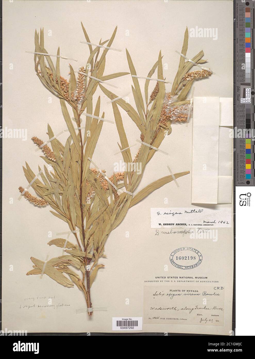 Salix exigua Nutt Salix exigua Nutt Stock Photo - Alamy