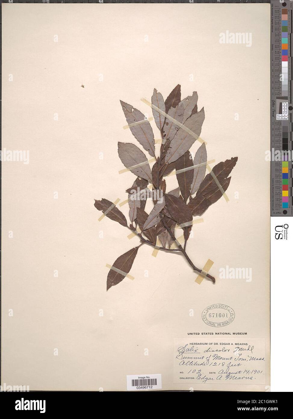 Salix discolor Muhl Salix discolor Muhl Stock Photo - Alamy