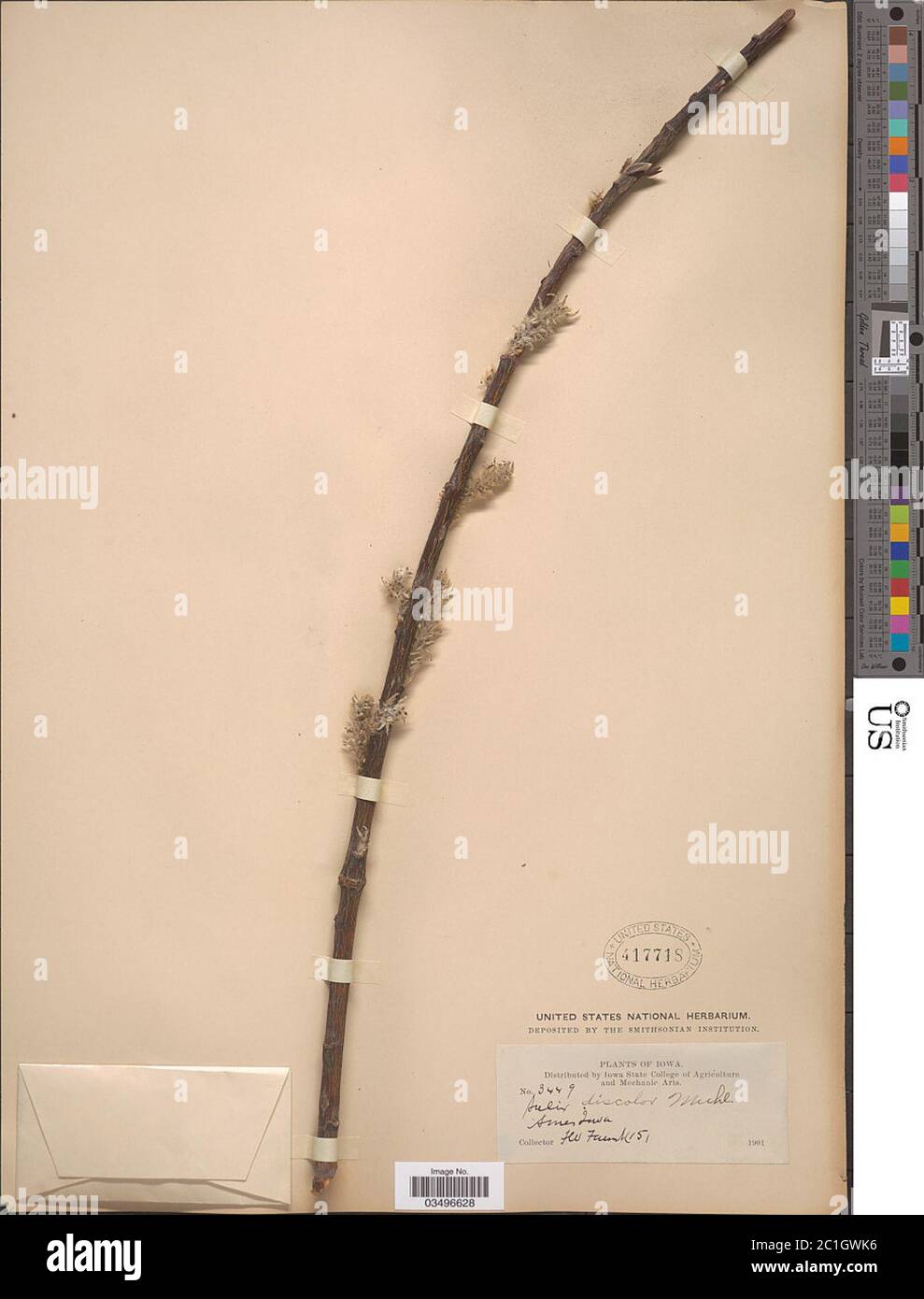 Salix Discolor High Resolution Stock Photography and Images - Alamy
