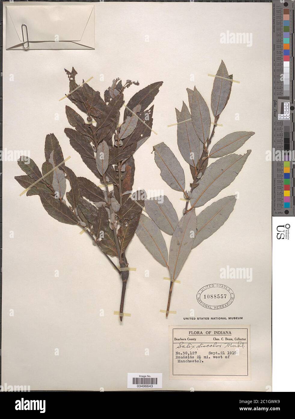 Salix discolor hi-res stock photography and images - Alamy
