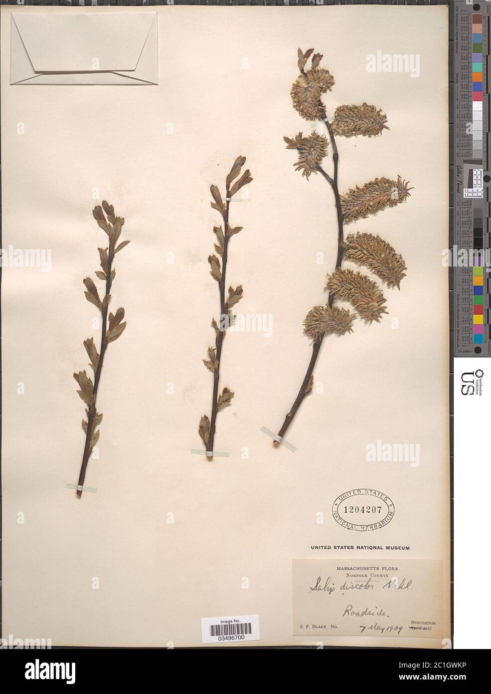 Salix discolor hi-res stock photography and images - Alamy