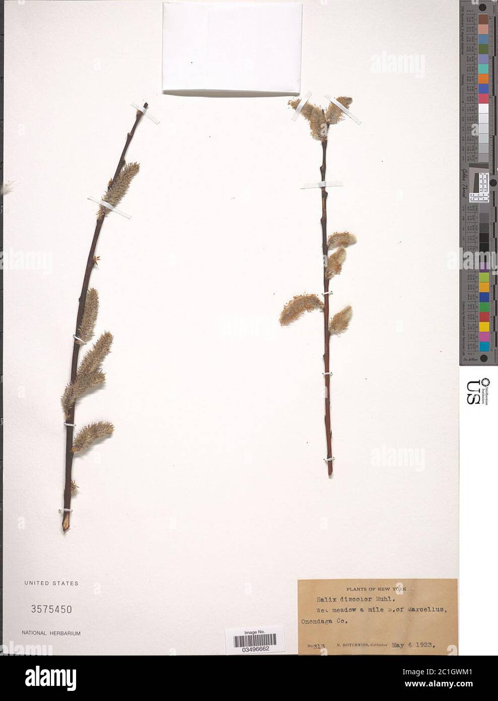 Salix discolor Muhl Salix discolor Muhl Stock Photo - Alamy