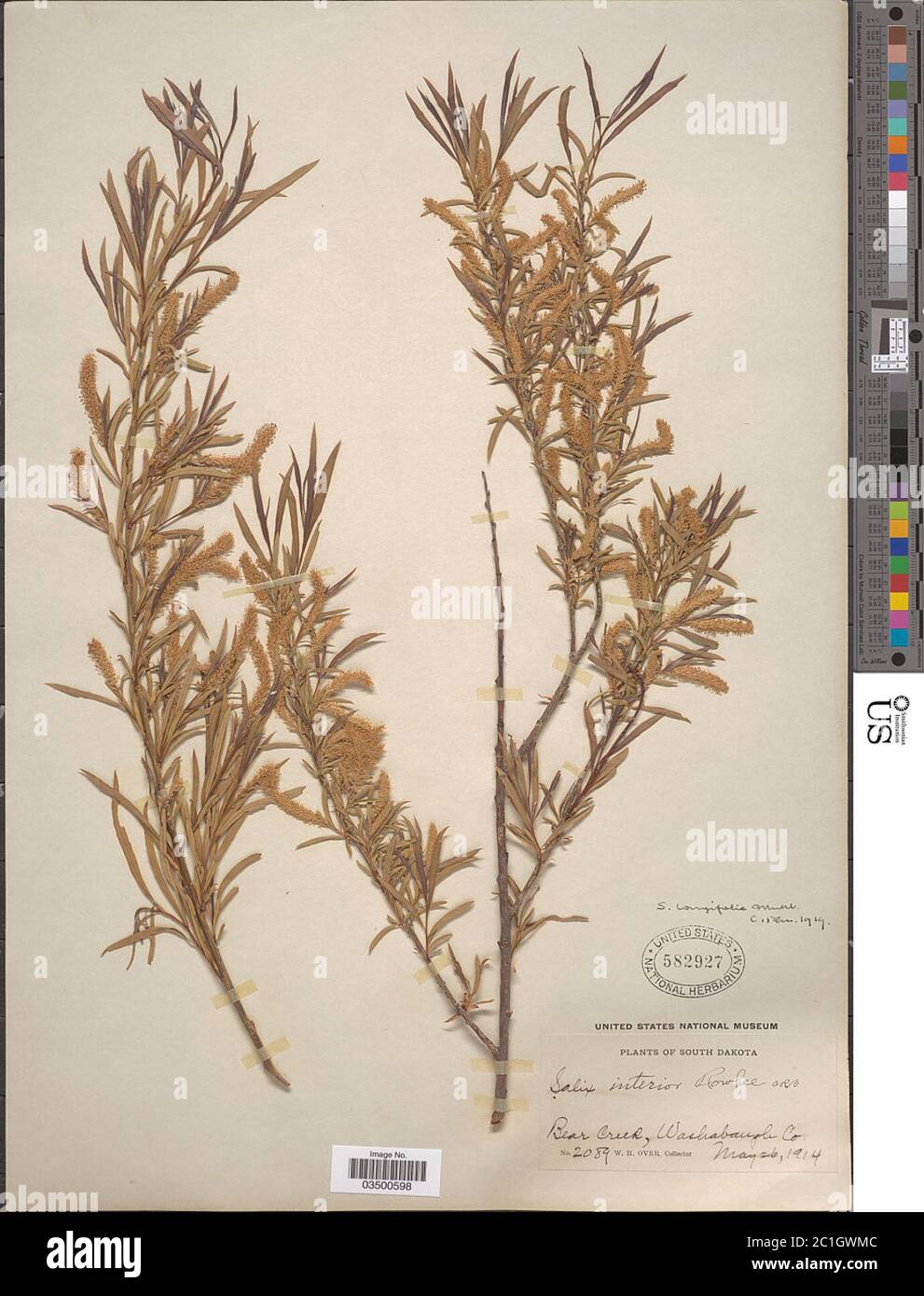 Salix interior Rowlee Salix interior Rowlee Stock Photo - Alamy