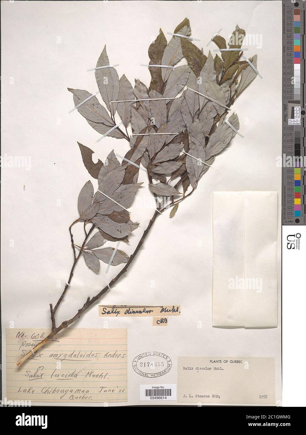 Salix discolor hi-res stock photography and images - Alamy