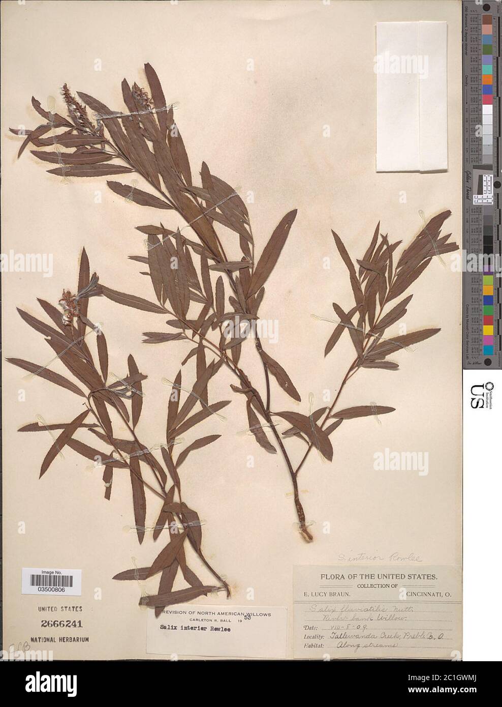 Salix interior Rowlee Salix interior Rowlee Stock Photo - Alamy