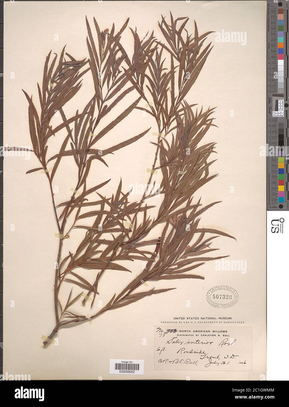 Salix interior Rowlee Salix interior Rowlee Stock Photo - Alamy