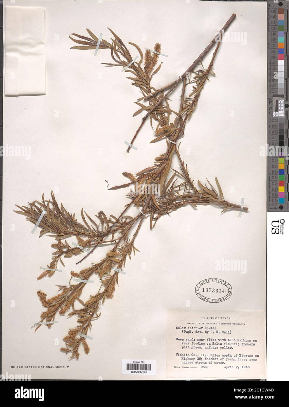 Salix interior Rowlee Salix interior Rowlee Stock Photo - Alamy