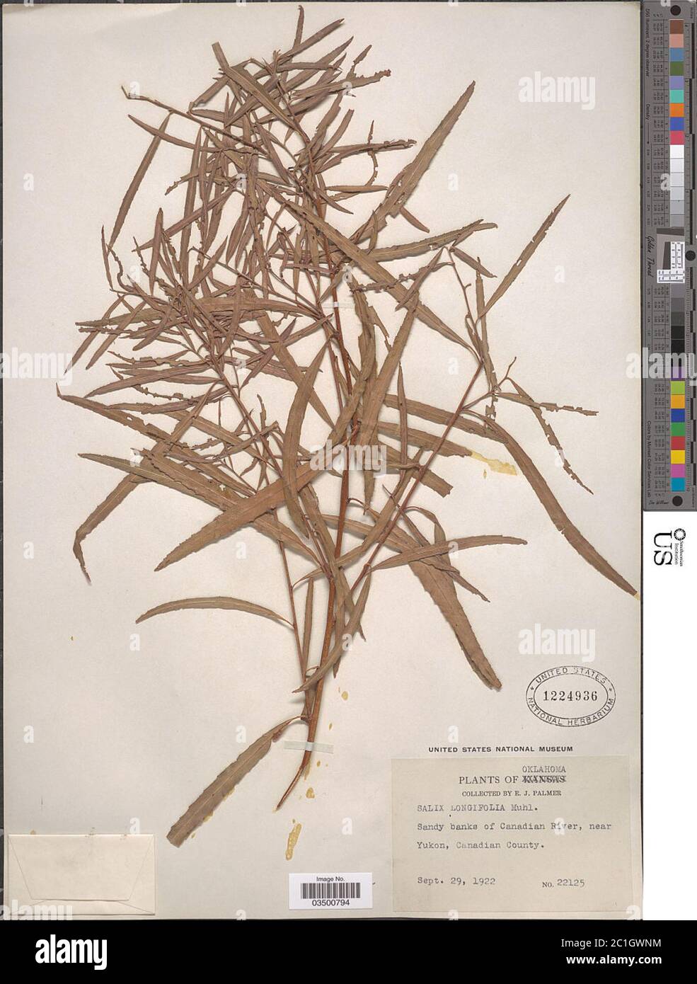 Salix interior Rowlee Salix interior Rowlee Stock Photo - Alamy
