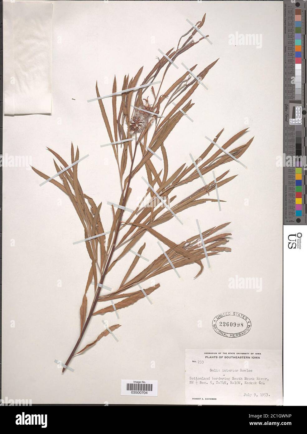 Salix interior Rowlee Salix interior Rowlee Stock Photo - Alamy