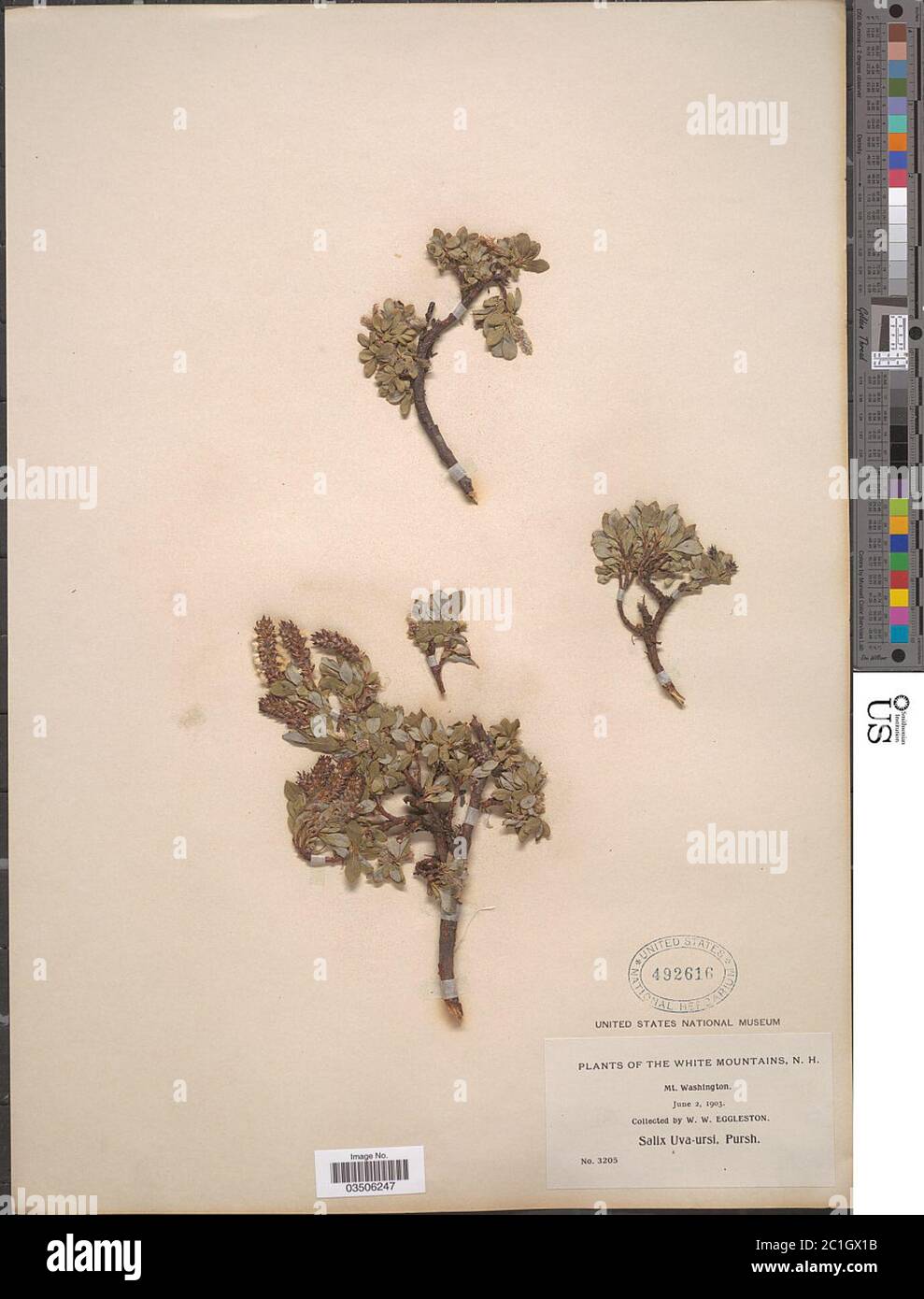 Salix uvaursi Pursh Salix uvaursi Pursh Stock Photo - Alamy