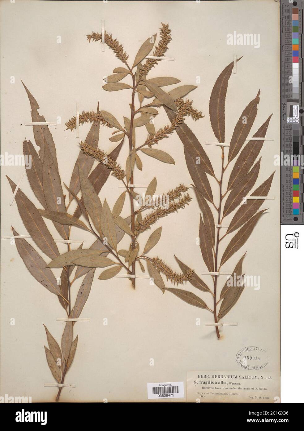 Salix fragilis L x S alba L Salix fragilis L x S alba L Stock Photo - Alamy