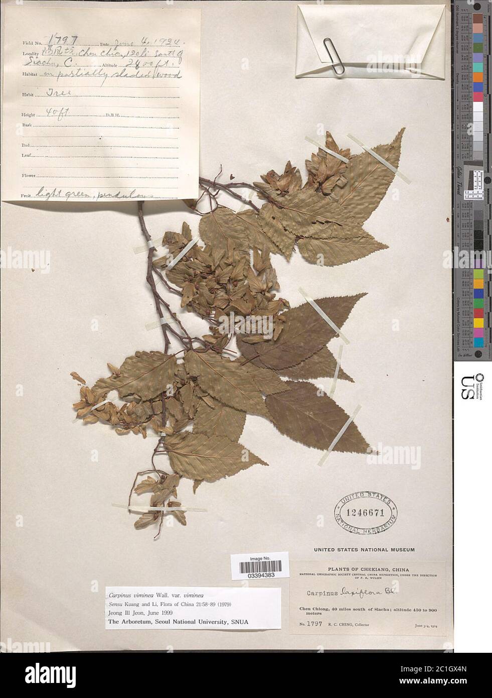 Carpinus viminea var viminea Carpinus viminea var viminea Stock Photo ...