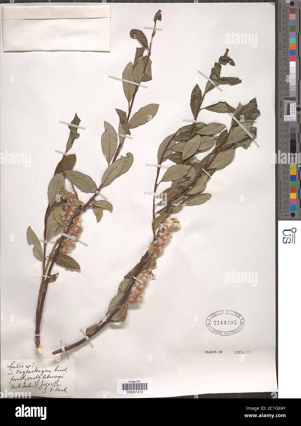 Willow salix sp branches hi-res stock photography and images - Alamy