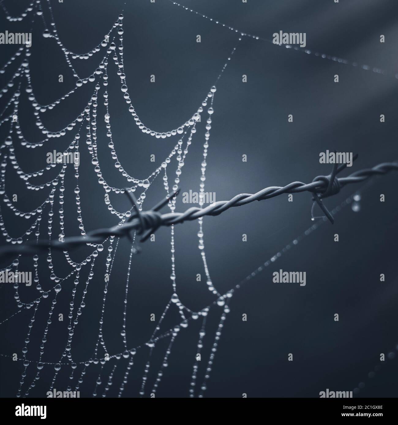 spider web in the nature Stock Photo - Alamy